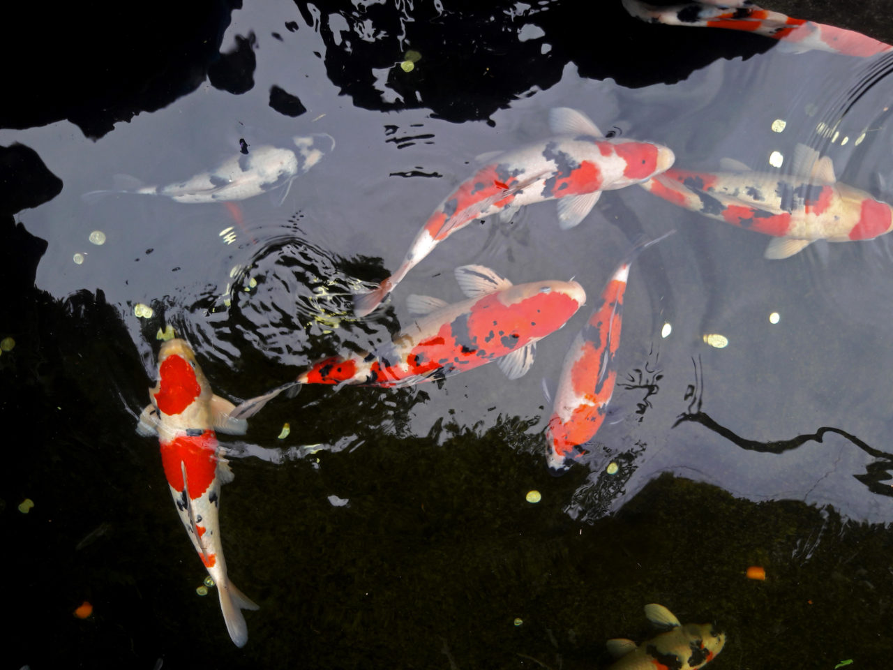 Summer vs Winter Koi Feeding | Ultra Balance